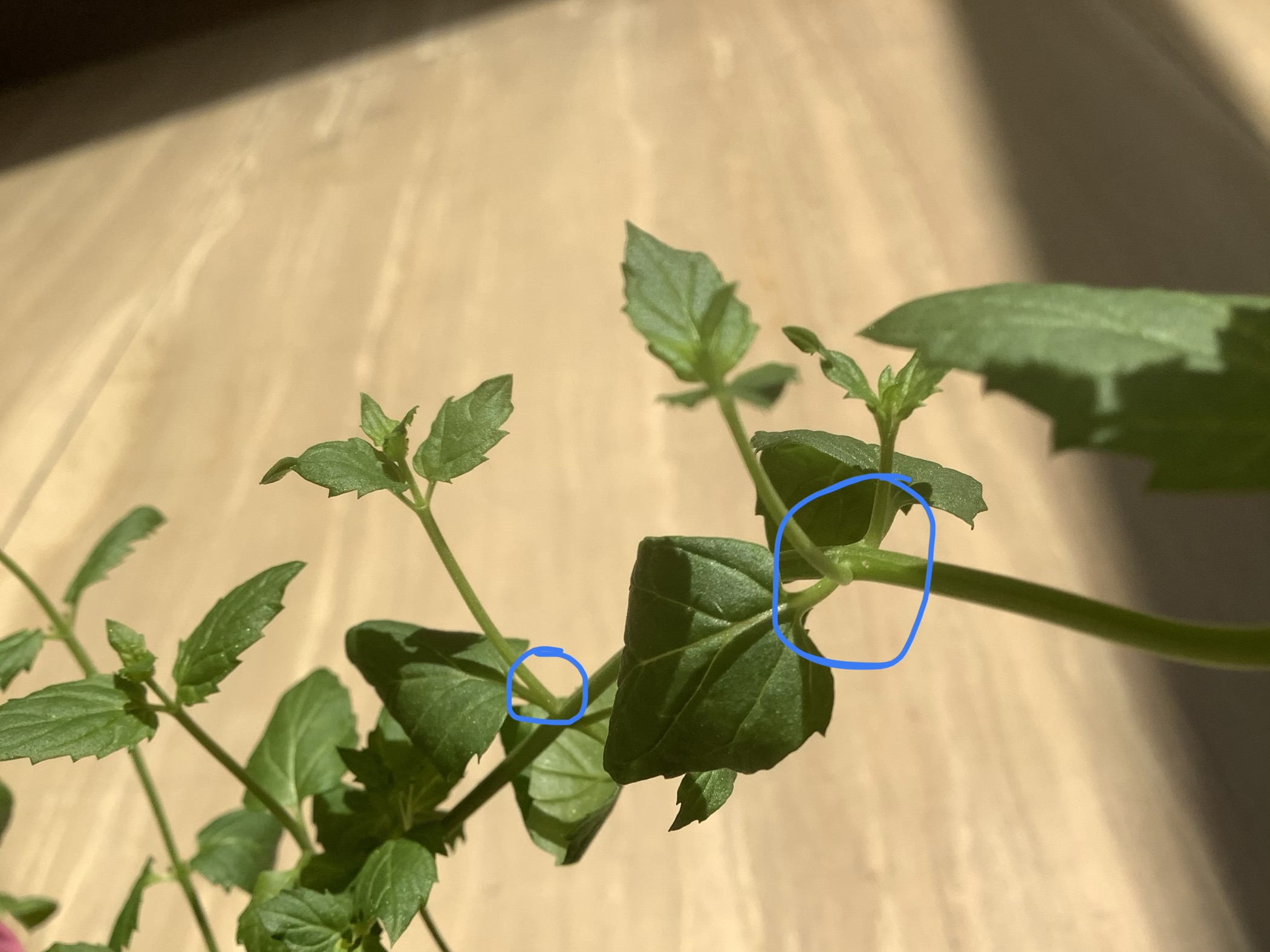 How to prune mint. Pruning the mason jar herb garden! – Tiger Shakti